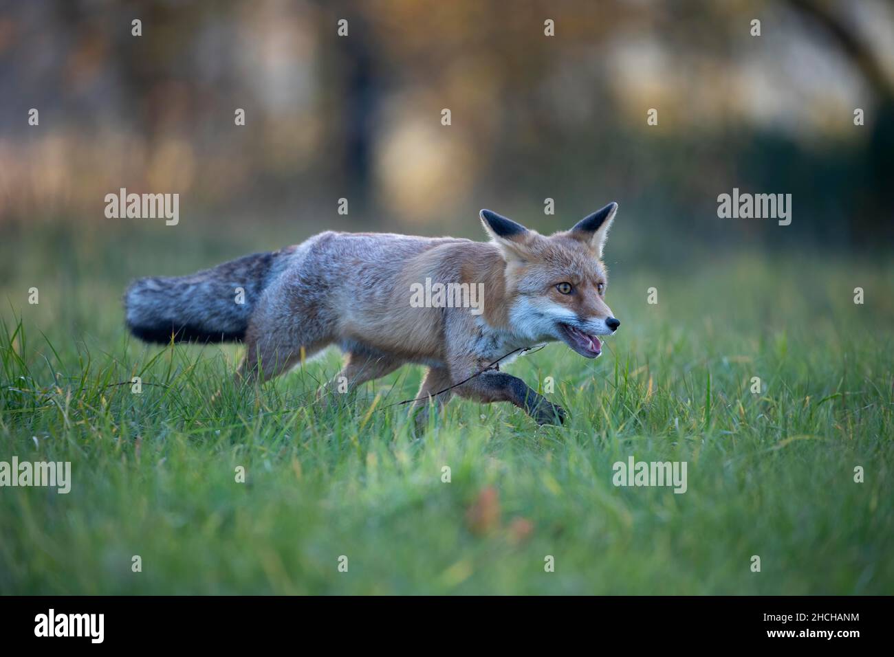 Red fox (Vulpes vulpes) in a meadow, Bitburg, Germany Stock Photo - Alamy