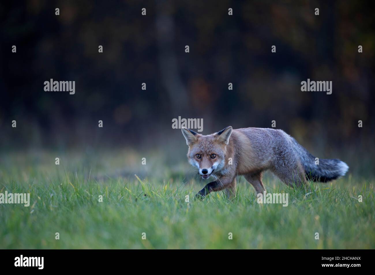 Red fox (Vulpes vulpes) in a meadow, Bitburg, Germany Stock Photo - Alamy