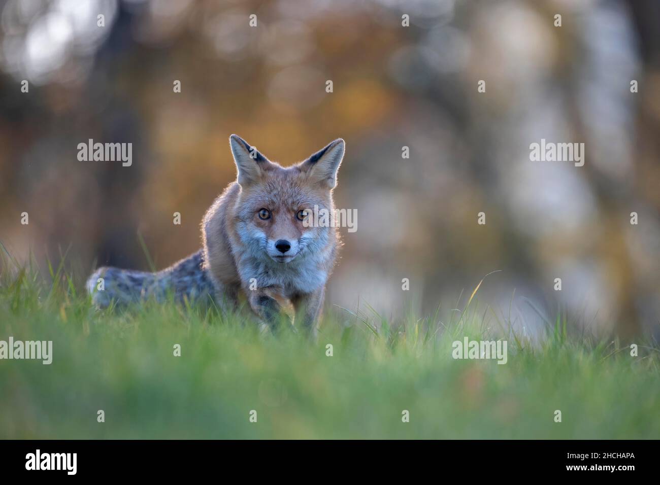 Red fox (Vulpes vulpes) in a meadow, Bitburg, Germany Stock Photo - Alamy