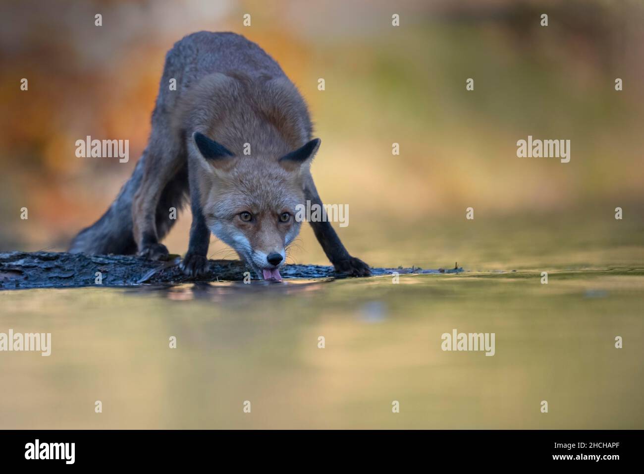 Drinking red fox (Vulpes vulpes) on a tree trunk, Bitburg, Germany ...