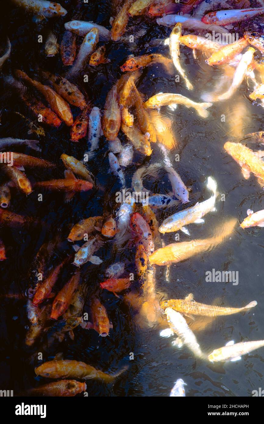 Koi fish wallpaper hi-res stock photography and images - Alamy