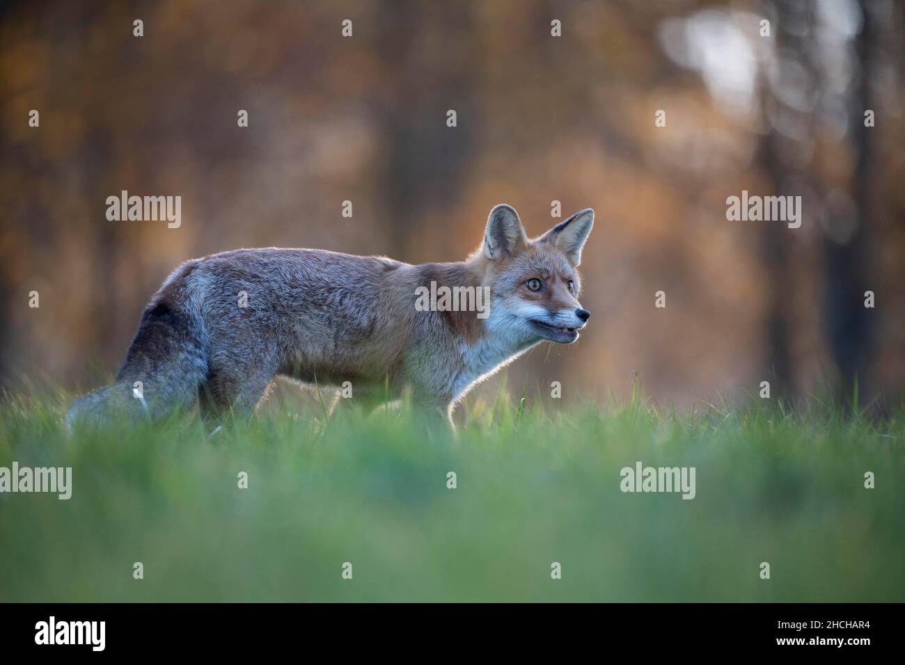 Red fox (Vulpes vulpes) in a meadow, Bitburg, Germany Stock Photo - Alamy