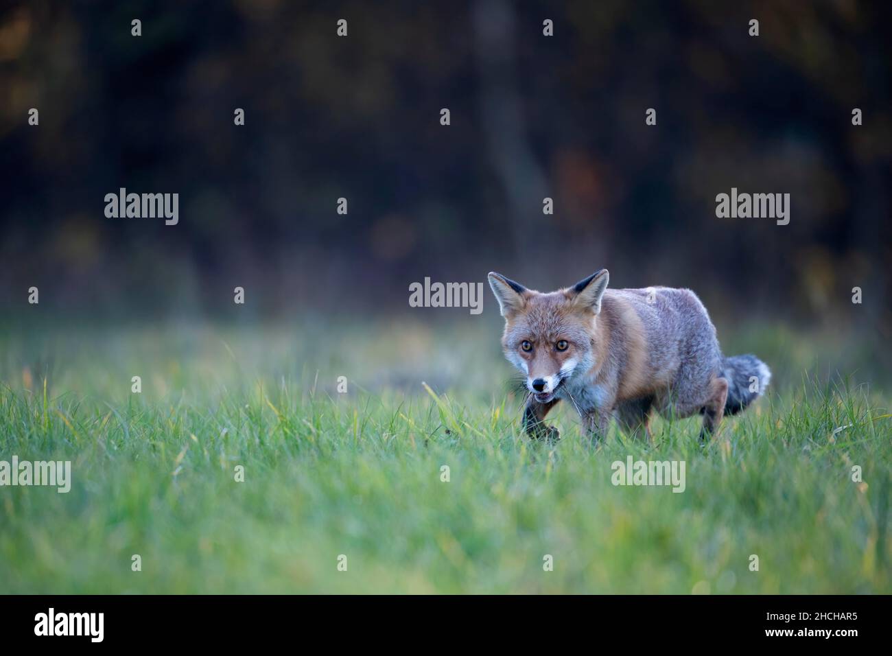 Red fox (Vulpes vulpes) in a meadow, Bitburg, Germany Stock Photo - Alamy