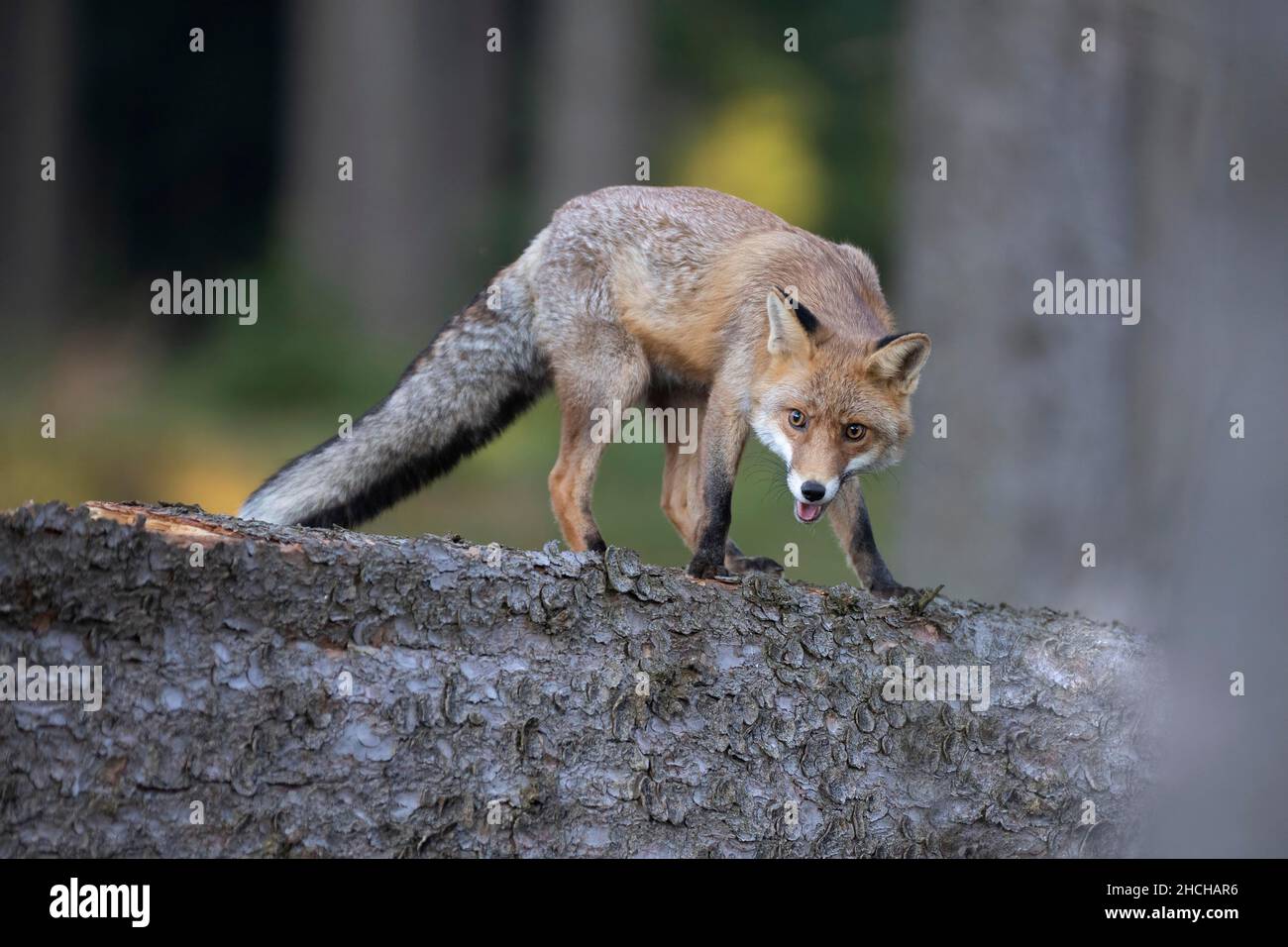 Red fox vulpes vulpes on a tree trunk hi-res stock photography and ...