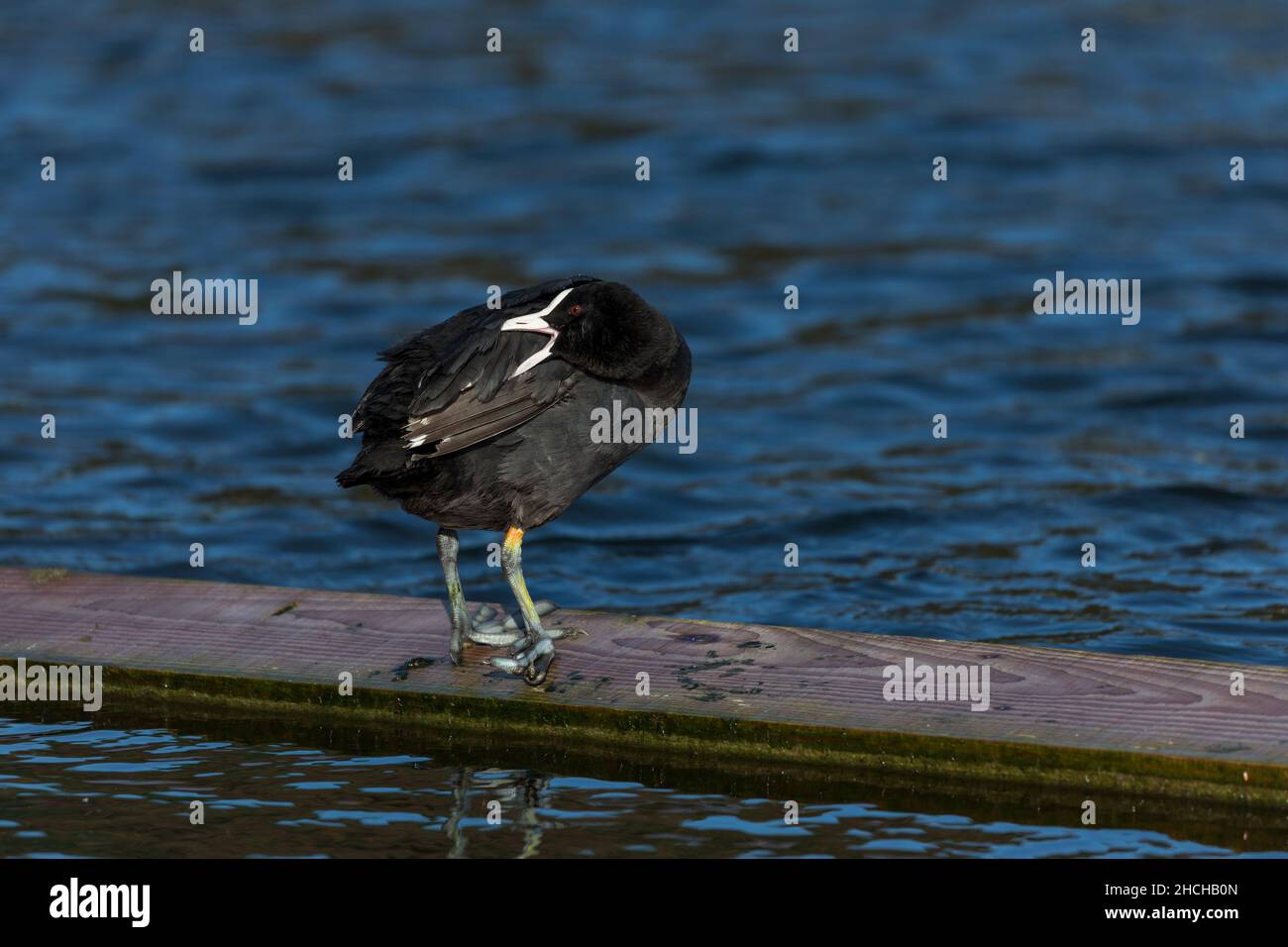 Disability uk hi-res stock photography and images - Alamy