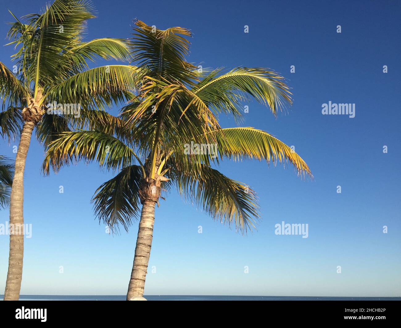 Clear blue sky with palm trees on beach hi-res stock photography and ...