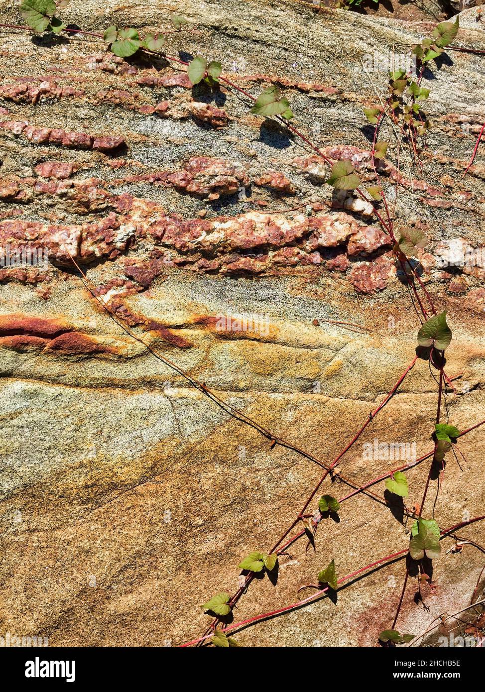 Thin green vine growing up a large rock formation Stock Photo - Alamy