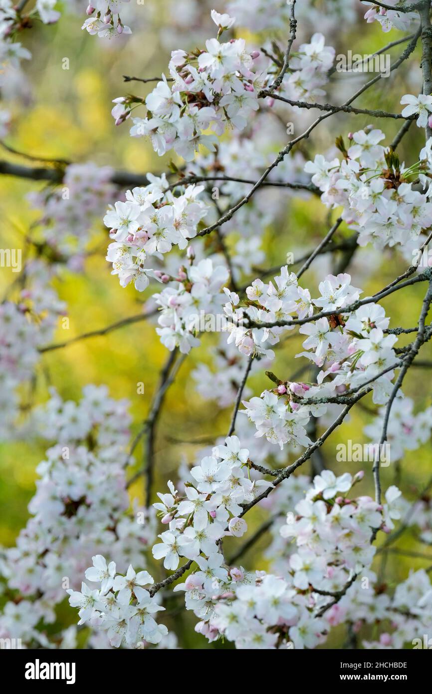 Prunus 'Pandora', cherry 'Pandora'. Flowering cherry in late winter ...