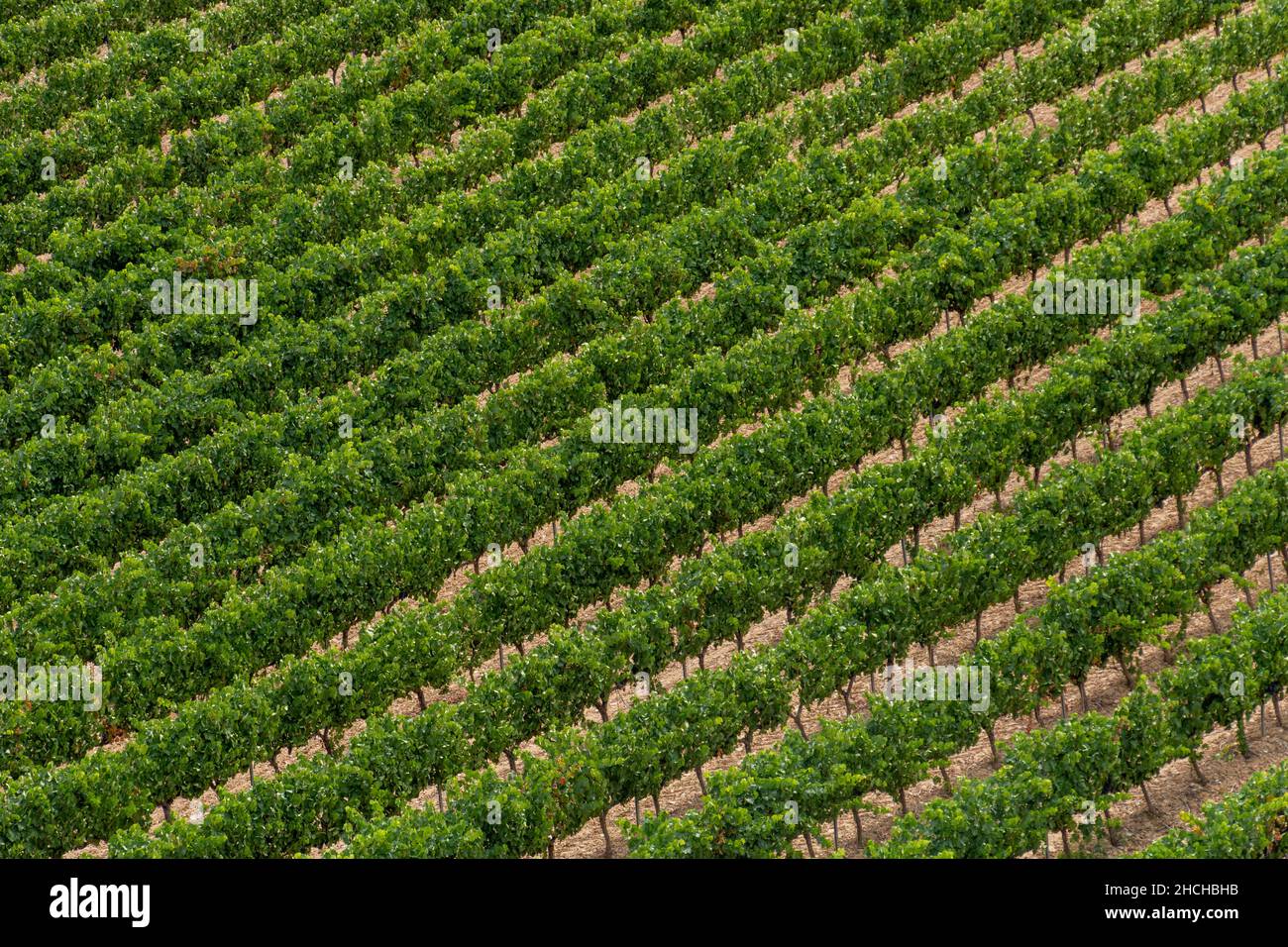 Lines of vines hi-res stock photography and images - Alamy
