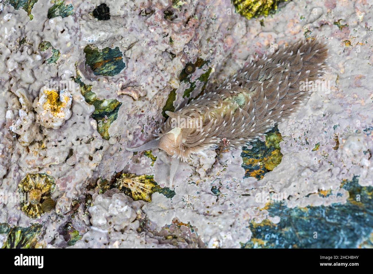 Sea slug hi-res stock photography and images - Alamy