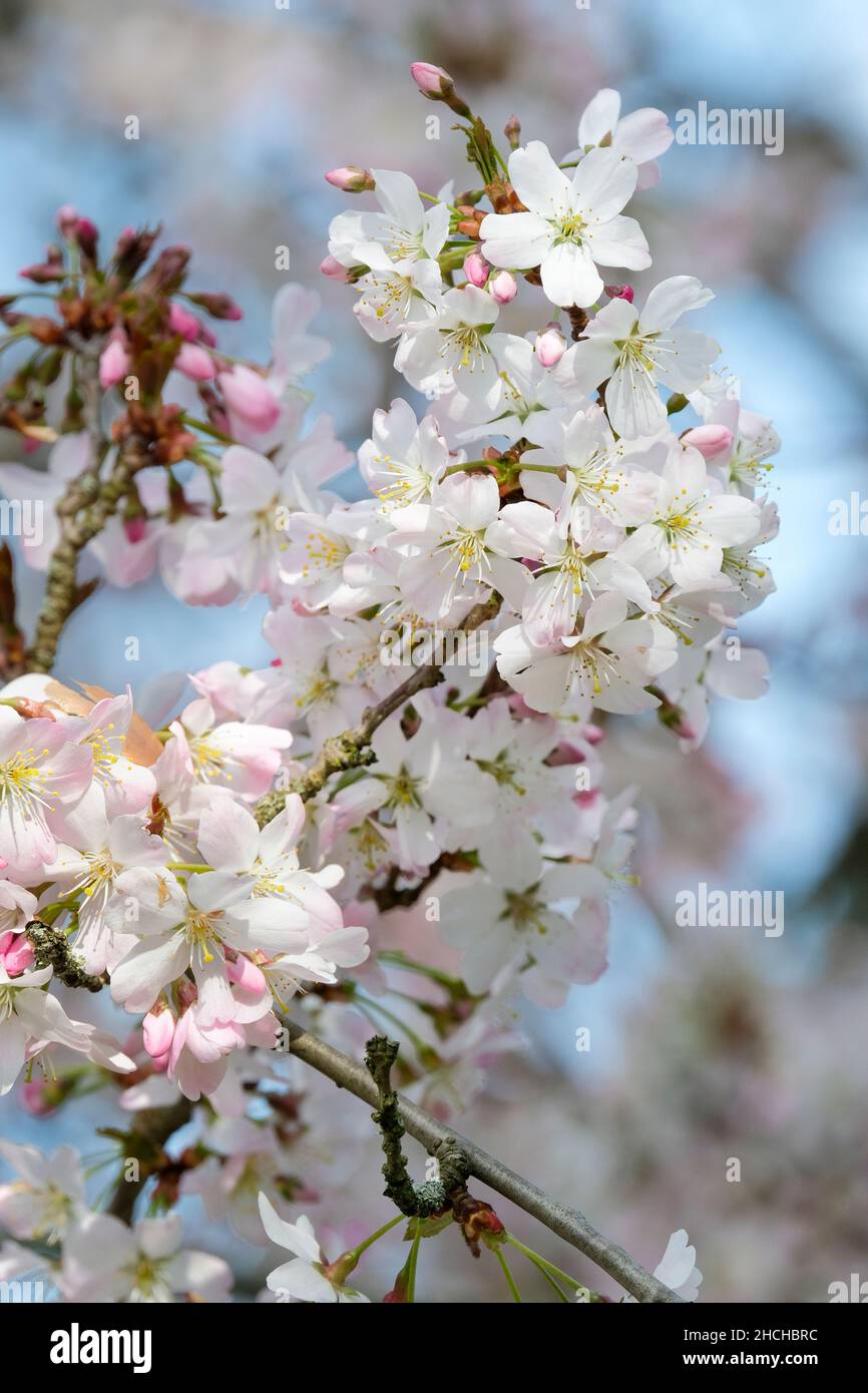 Prunus pandora hi-res stock photography and images - Alamy