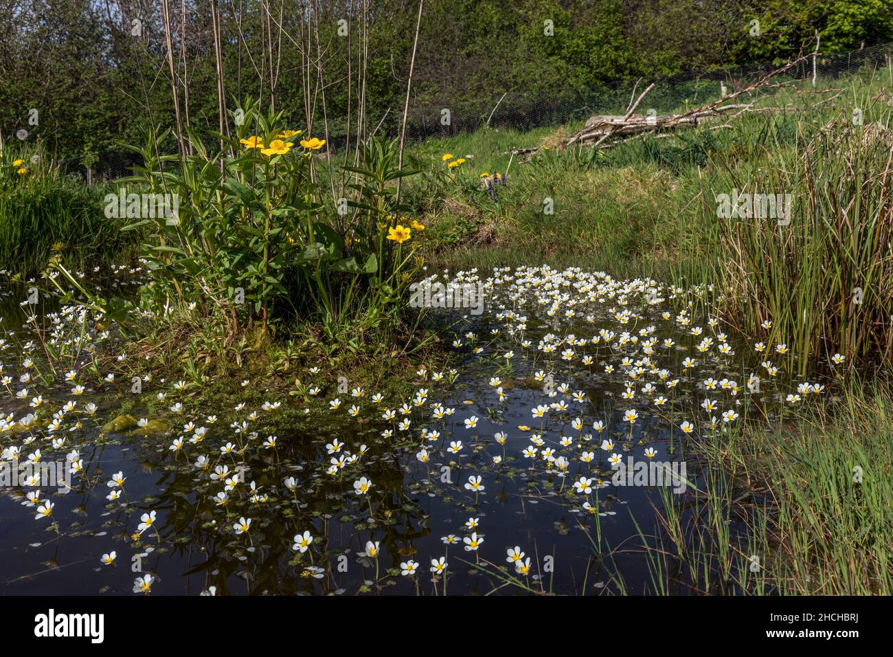 Wild Garden with Pond; Spring; UK Stock Photo - Alamy