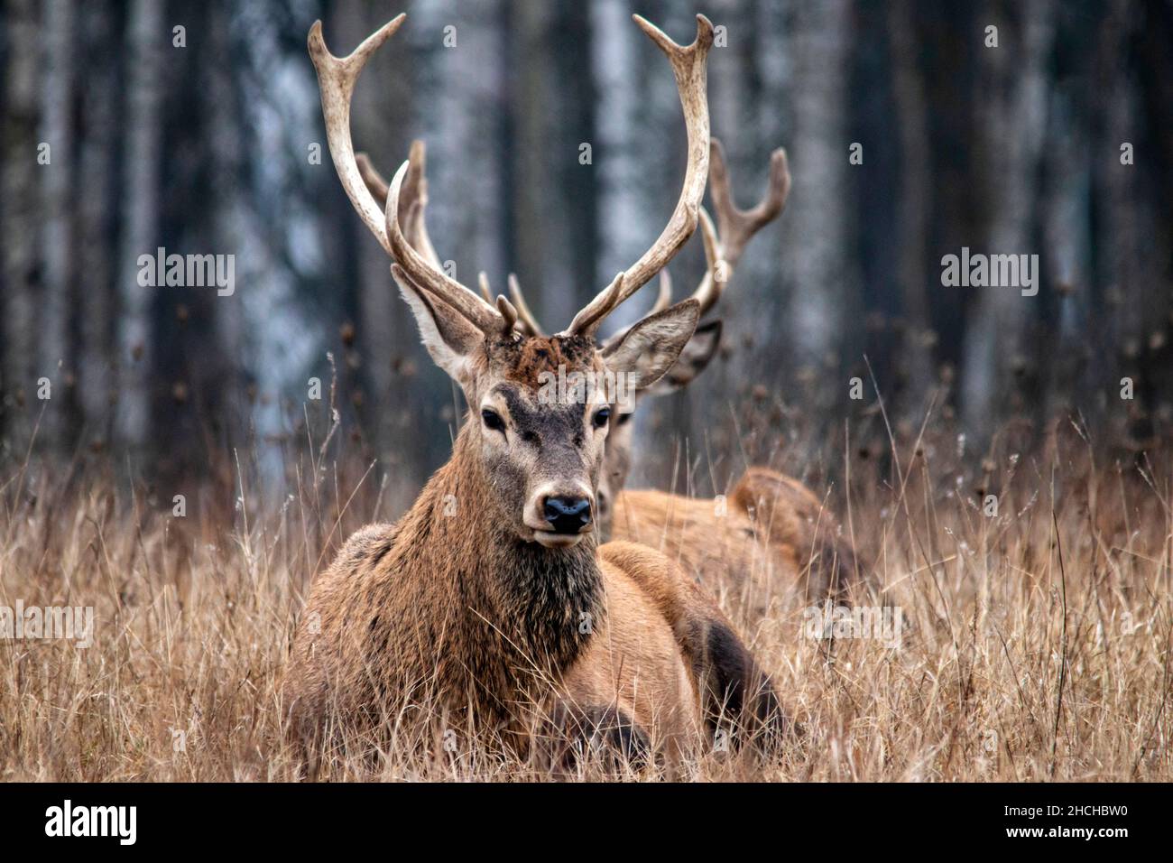Majestic and powerful adult red deer in the autumn birch grove in the ...