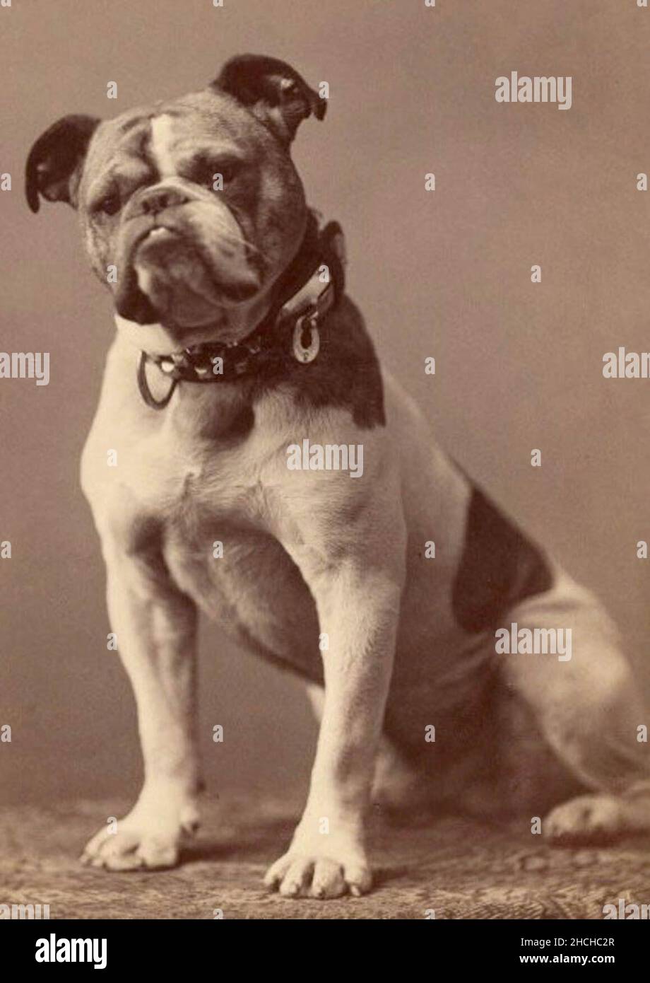 The original Handsome Dan, mascot of Yale University Stock Photo - Alamy