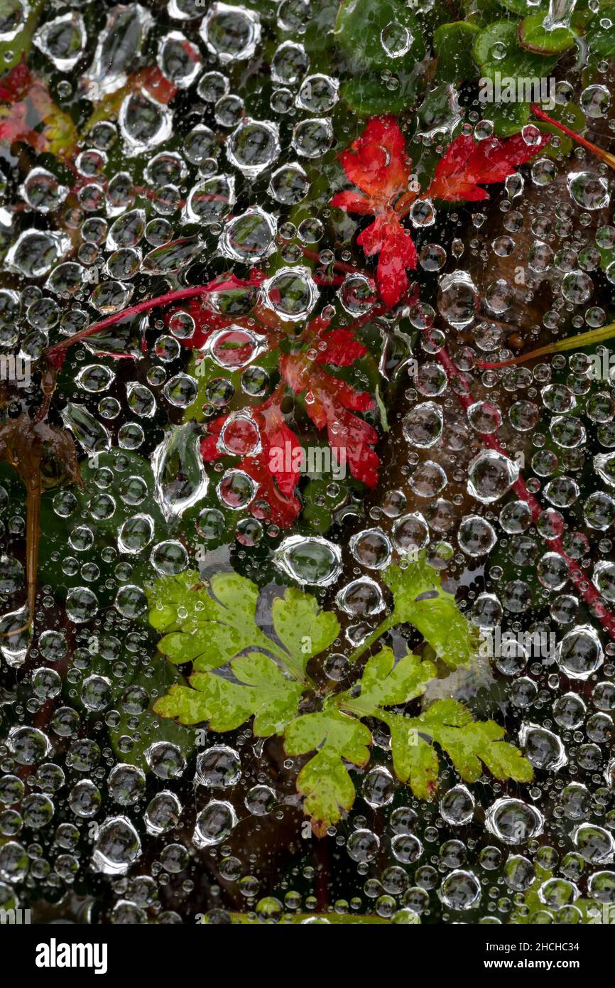 Labyrinth spider web hi-res stock photography and images - Alamy