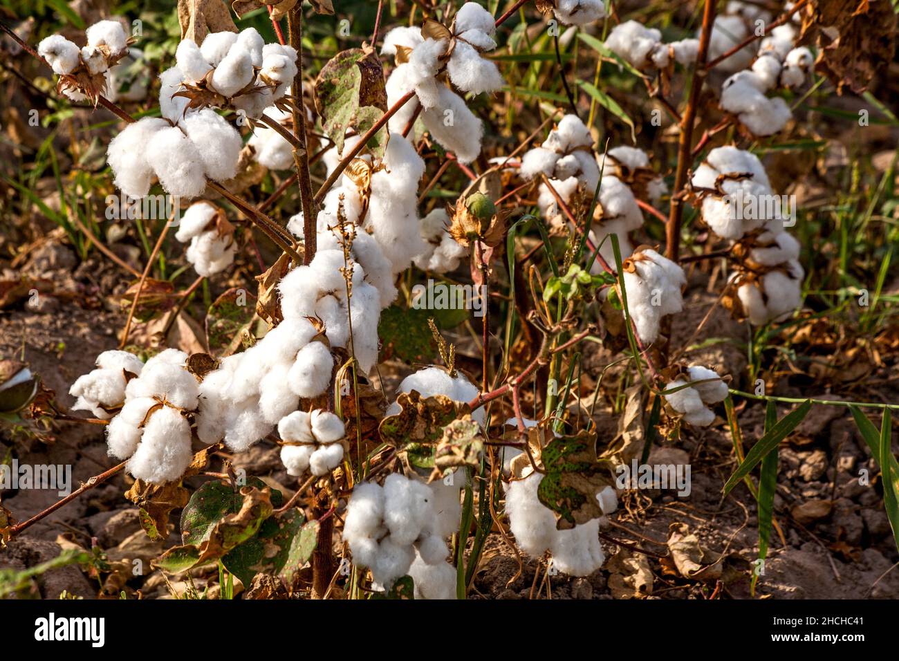 Cotton plants, Uzbekistan, Uzbekistan Stock Photo - Alamy