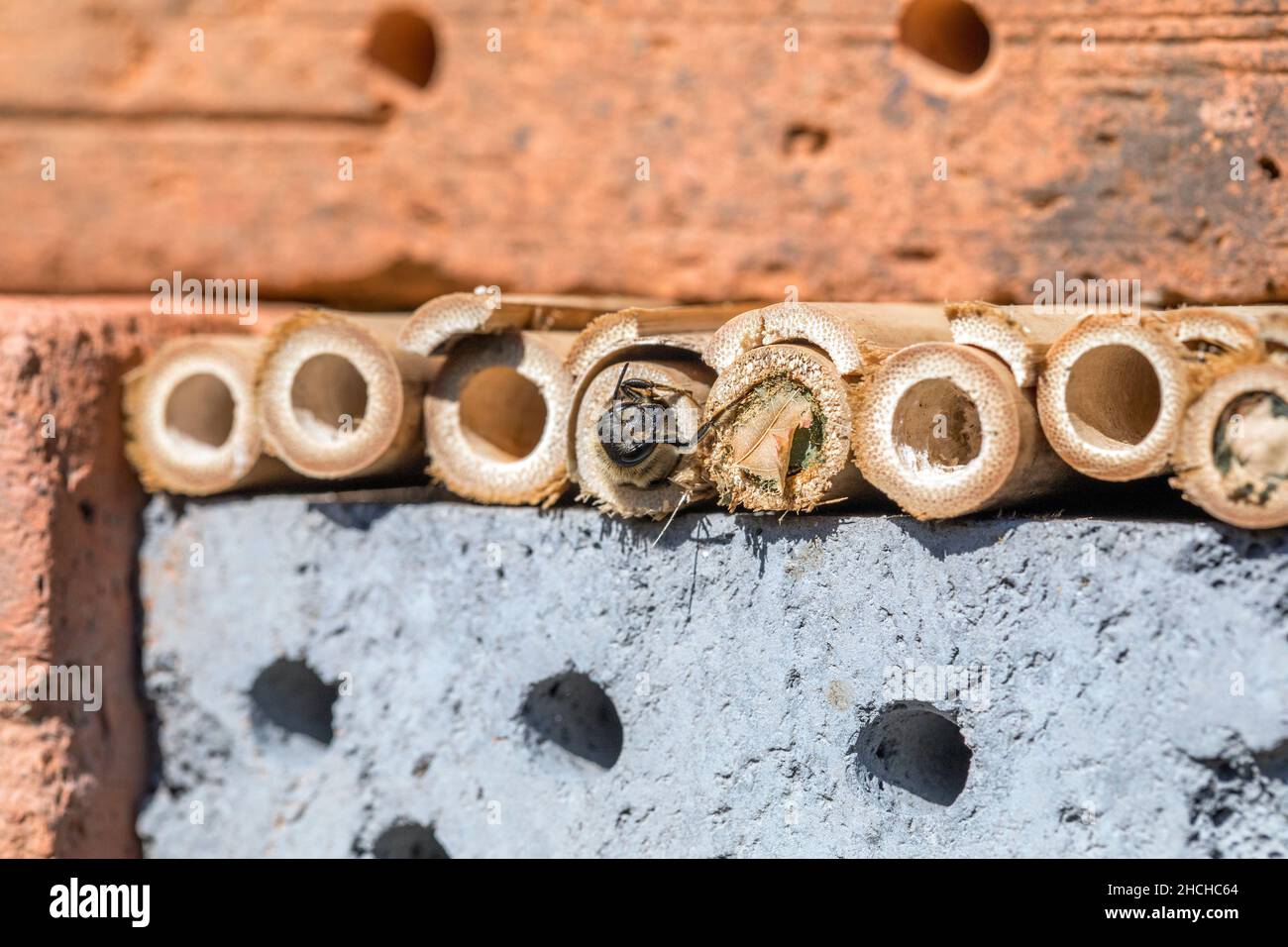 Leaf cutter bee house hi-res stock photography and images - Alamy