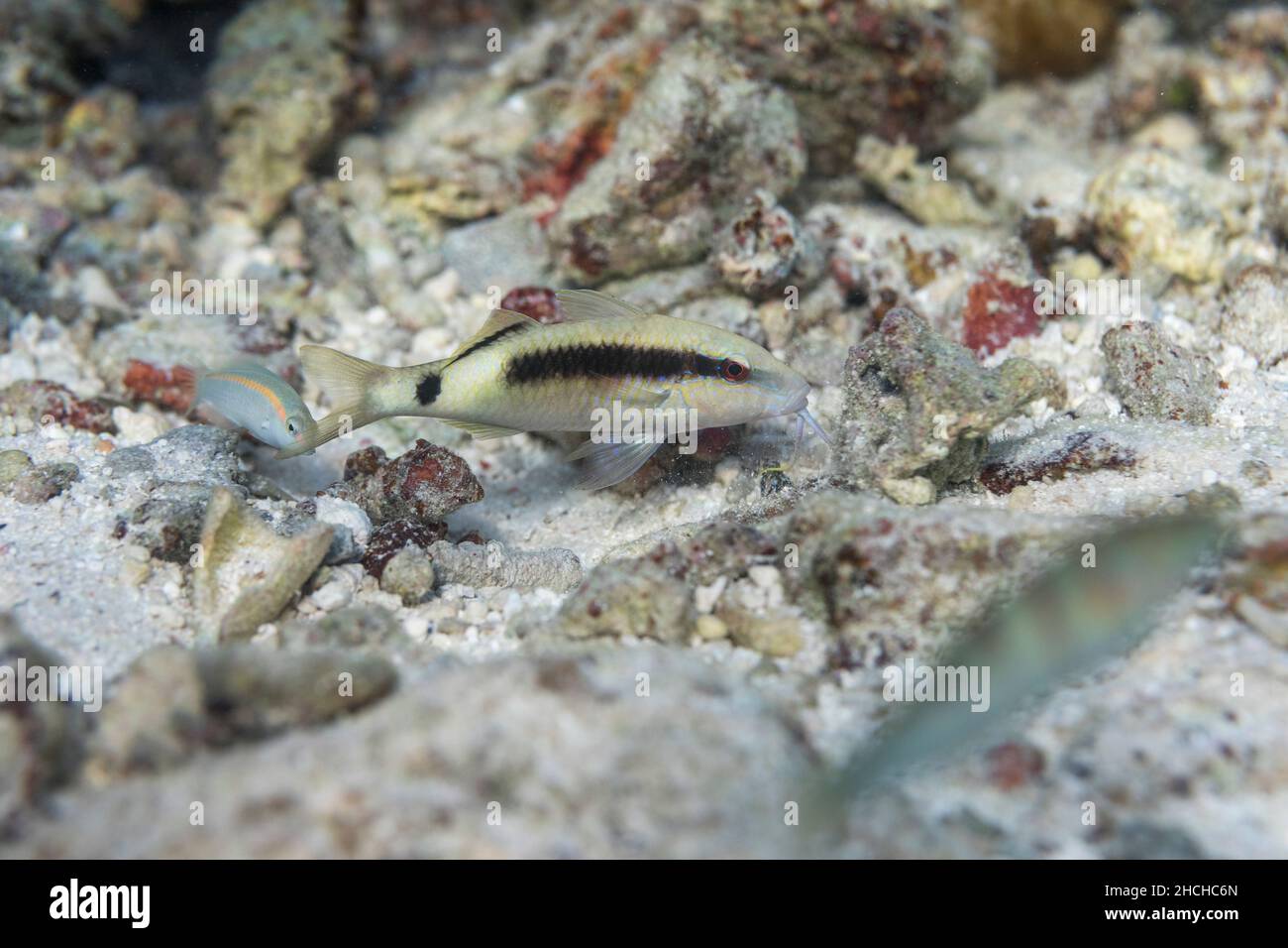 Long barbel goatfish hi-res stock photography and images - Alamy