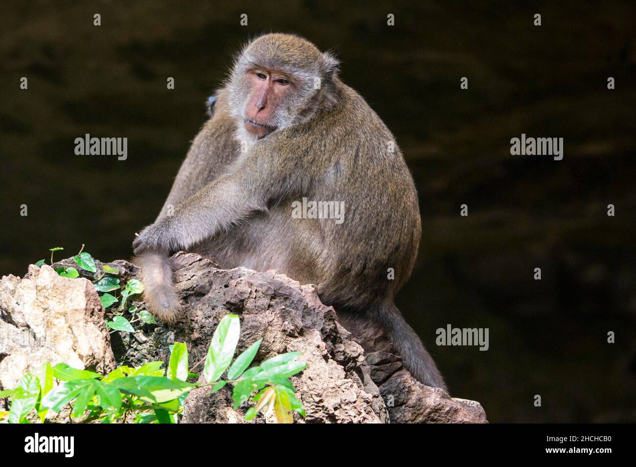 Long-tailed macaque, monkey temple, Suwankuha temple monkey, buddha ...