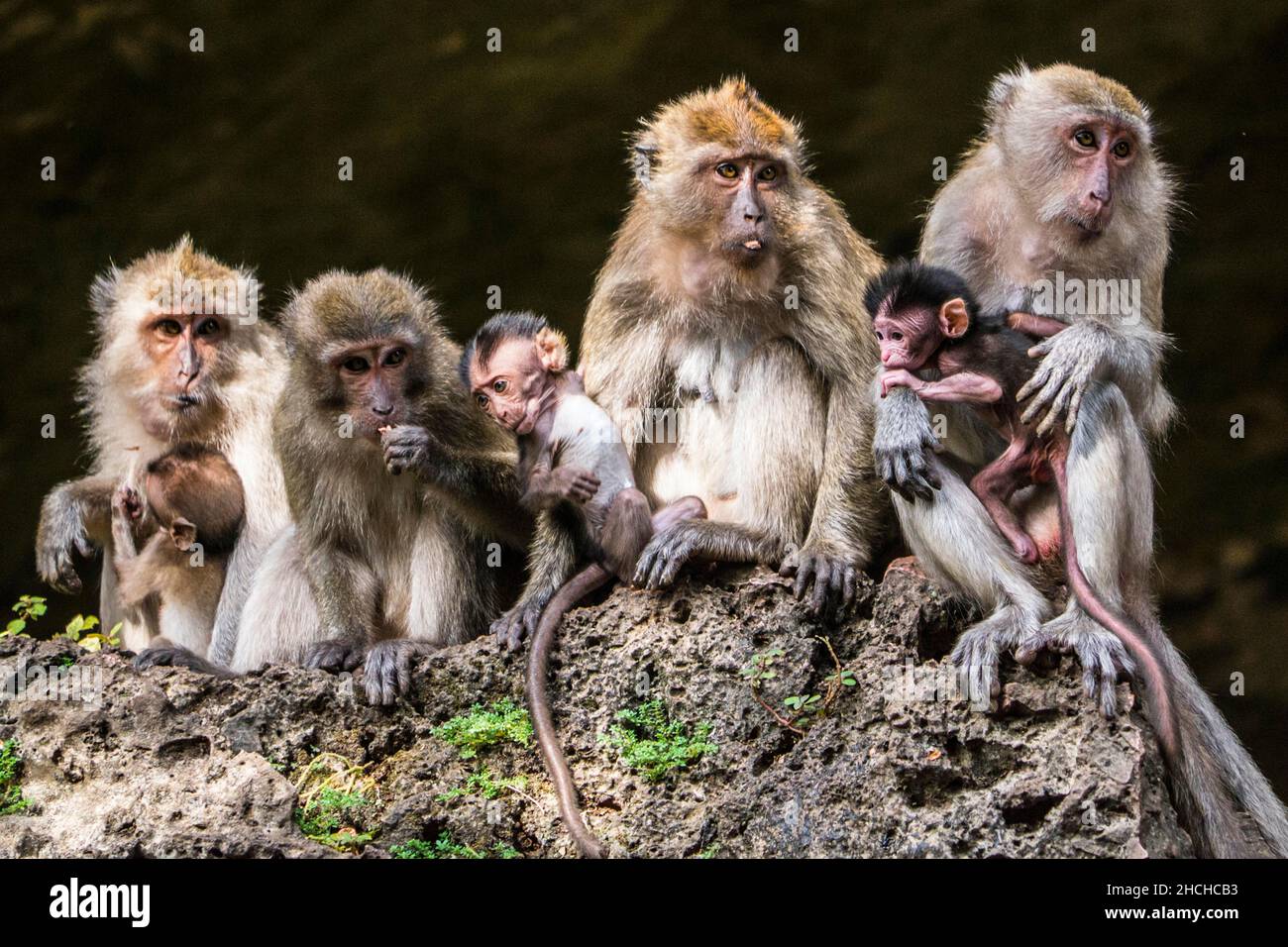 Long-tailed macaque, monkey temple, Suwankuha temple monkey, buddha ...