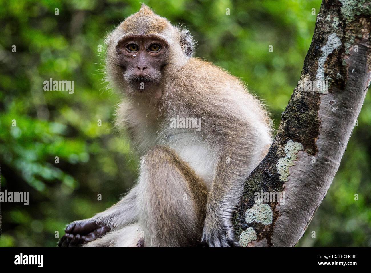 Long-tailed macaque, monkey temple, Suwankuha temple monkey, buddha ...