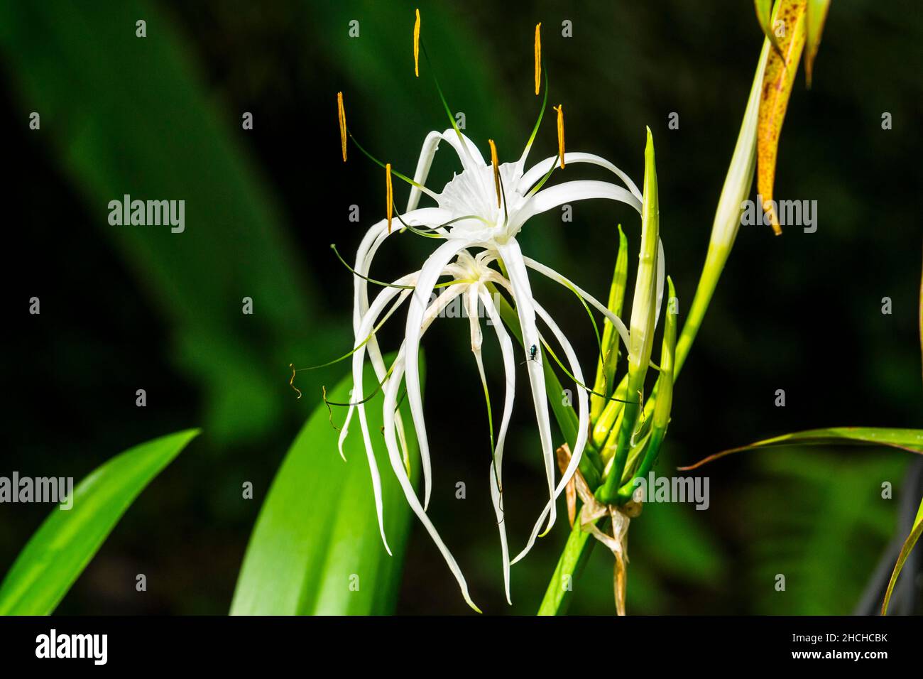 Hook lily, tropical plants tropical Phuket, Thailand Stock Photo - Alamy