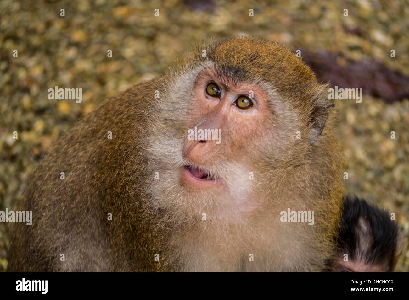 Long-tailed macaque, monkey temple, Suwankuha temple monkey, buddha ...