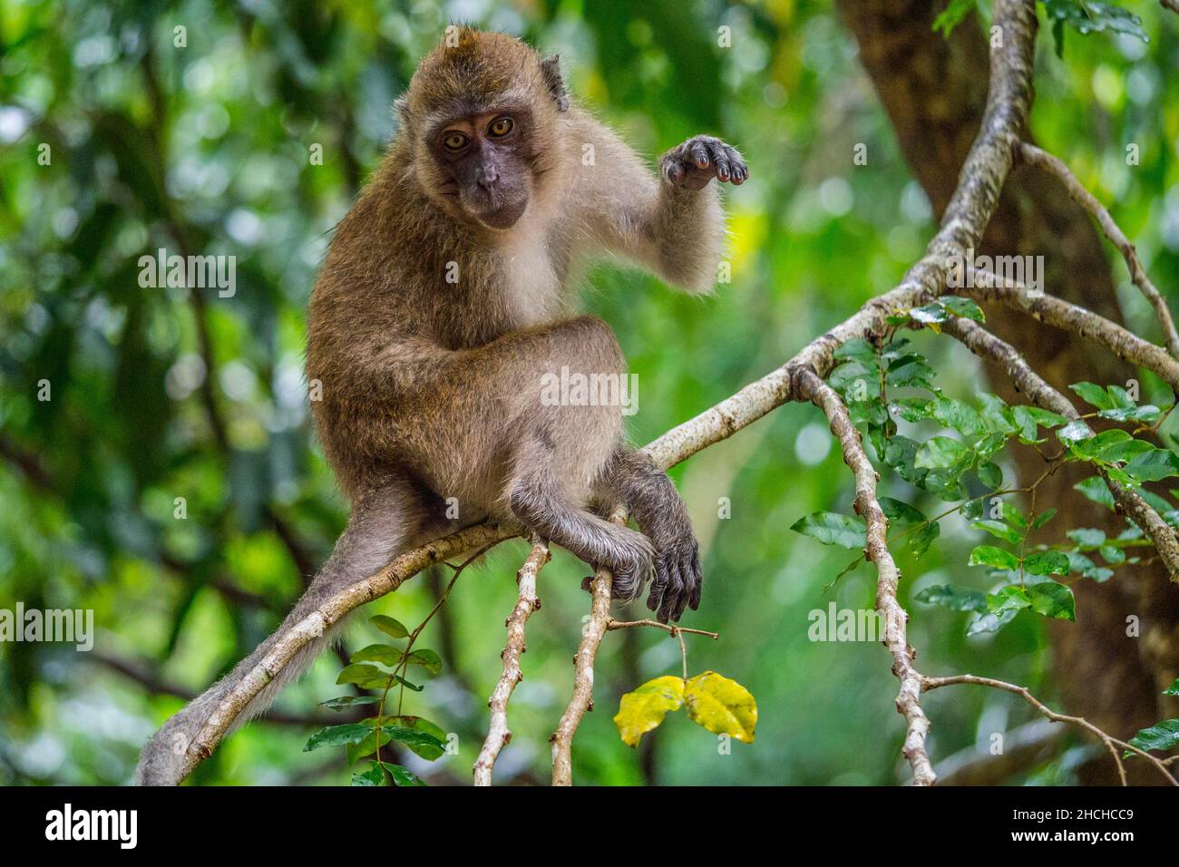 Long-tailed macaque, monkey temple, Suwankuha temple monkey, buddha ...