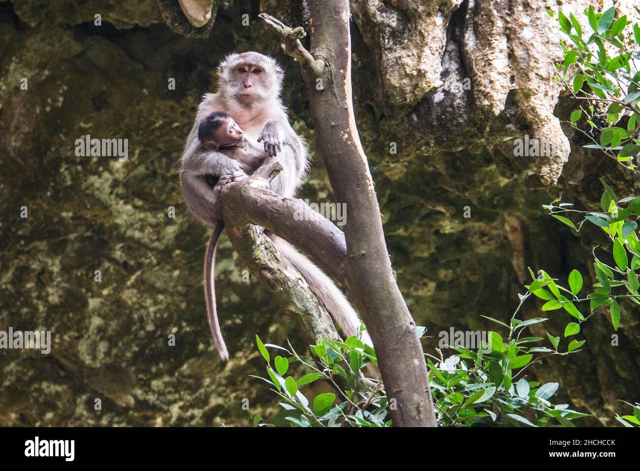 Long-tailed macaque, monkey temple, Suwankuha temple monkey, buddha ...
