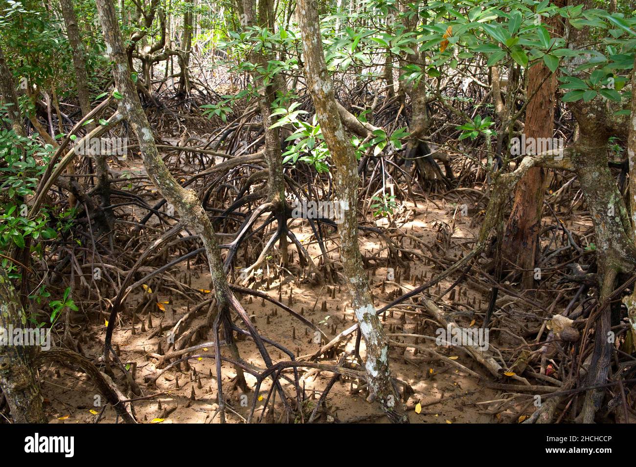 Mangrove coast, Phang Nga Bay Mangrove coast, Phang Nga Bay, Phang Nga ...