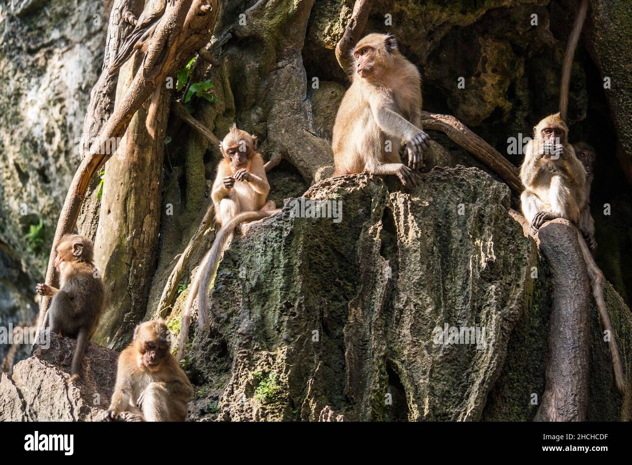 Long-tailed macaque, monkey temple, Suwankuha temple monkey, buddha ...