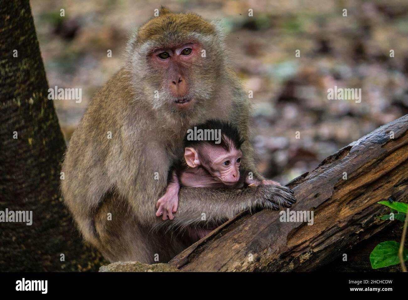 Long-tailed macaque, monkey temple, Suwankuha temple monkey, buddha ...