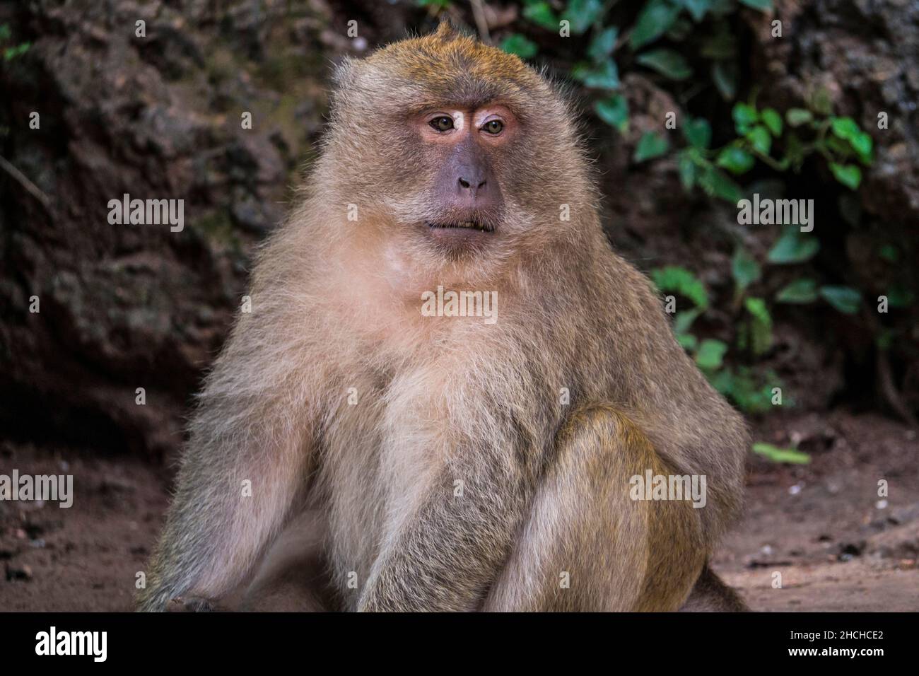 Long-tailed macaque, monkey temple, Suwankuha temple monkey, buddha ...