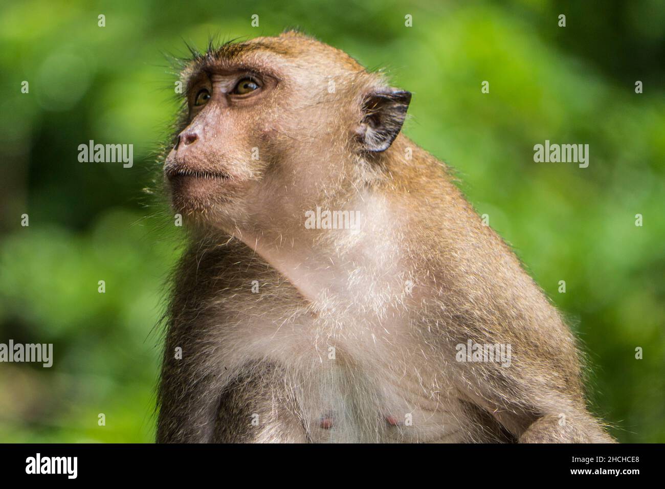 Long-tailed macaque, monkey temple, Suwankuha temple monkey, buddha ...