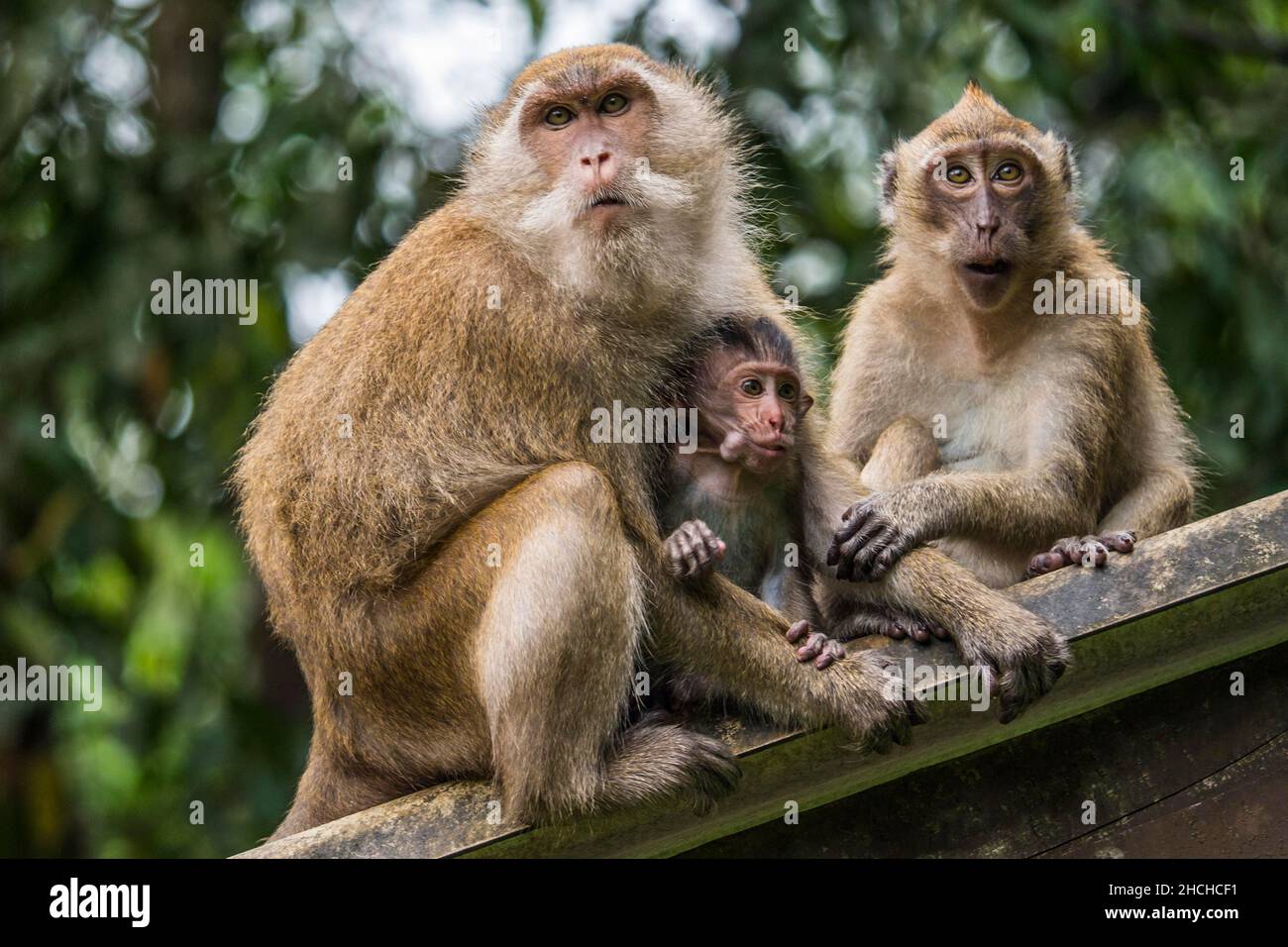 Long-tailed macaque, monkey temple, Suwankuha temple monkey, buddha ...
