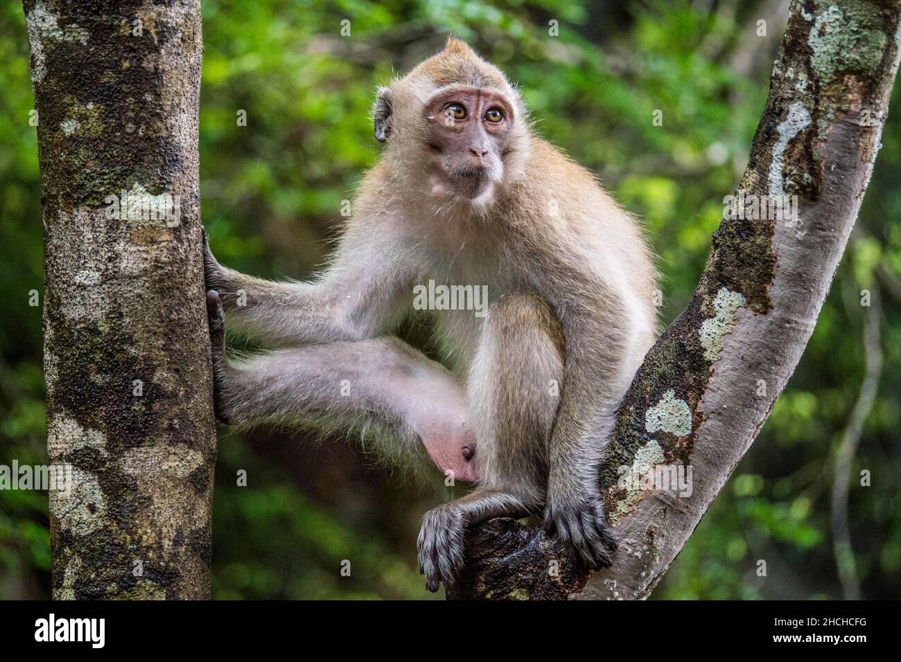 Suwankuha hi-res stock photography and images - Alamy