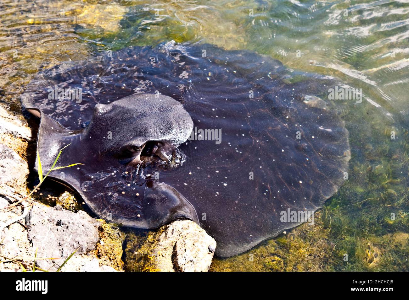 Underwater farming hi-res stock photography and images - Alamy