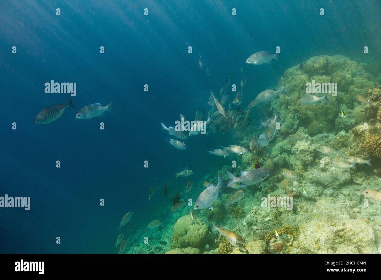 Reef edge hi-res stock photography and images - Alamy