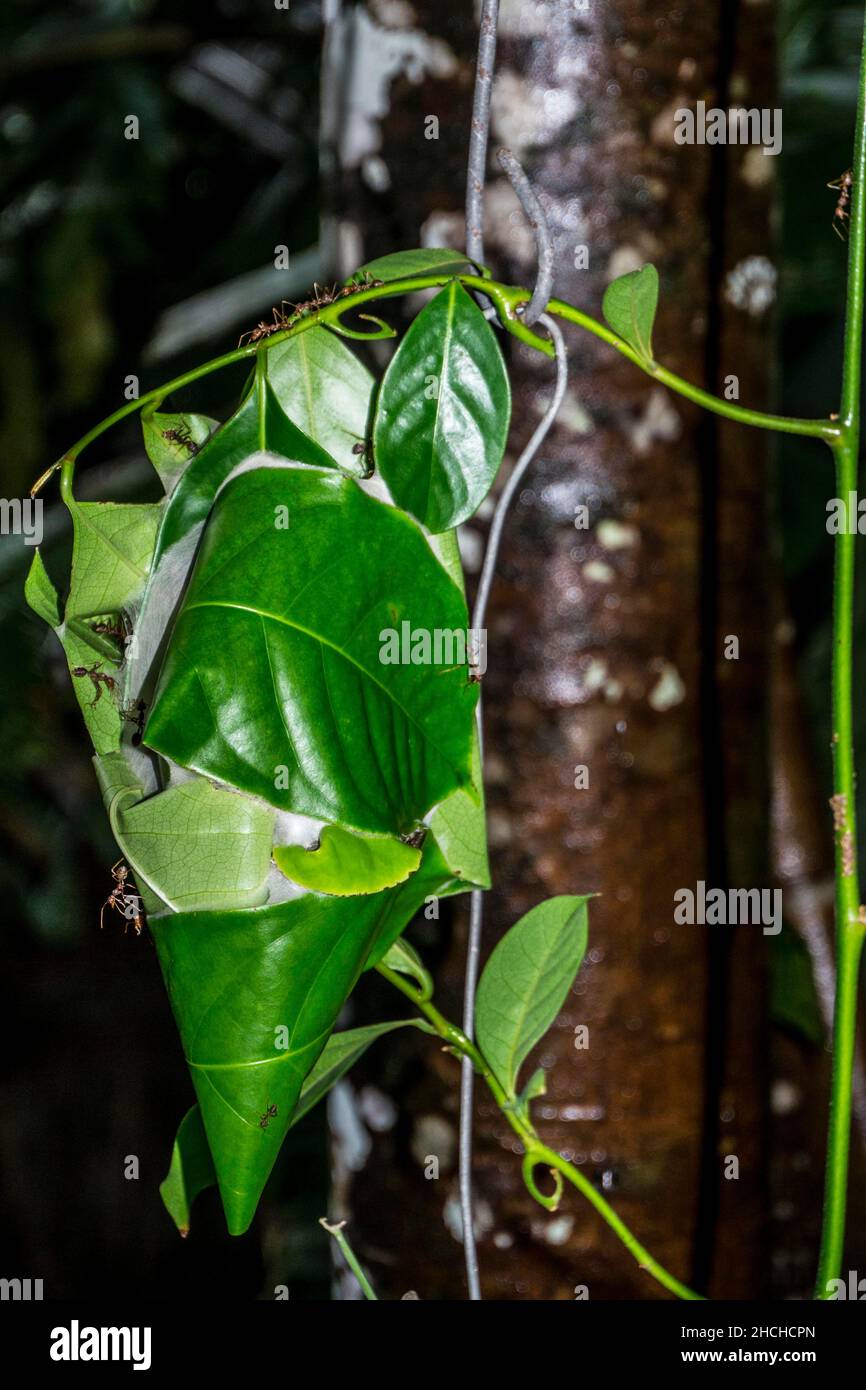 Ant nest in leaf, Khao Sok National Park/ ants, Khao Sok National Park ...