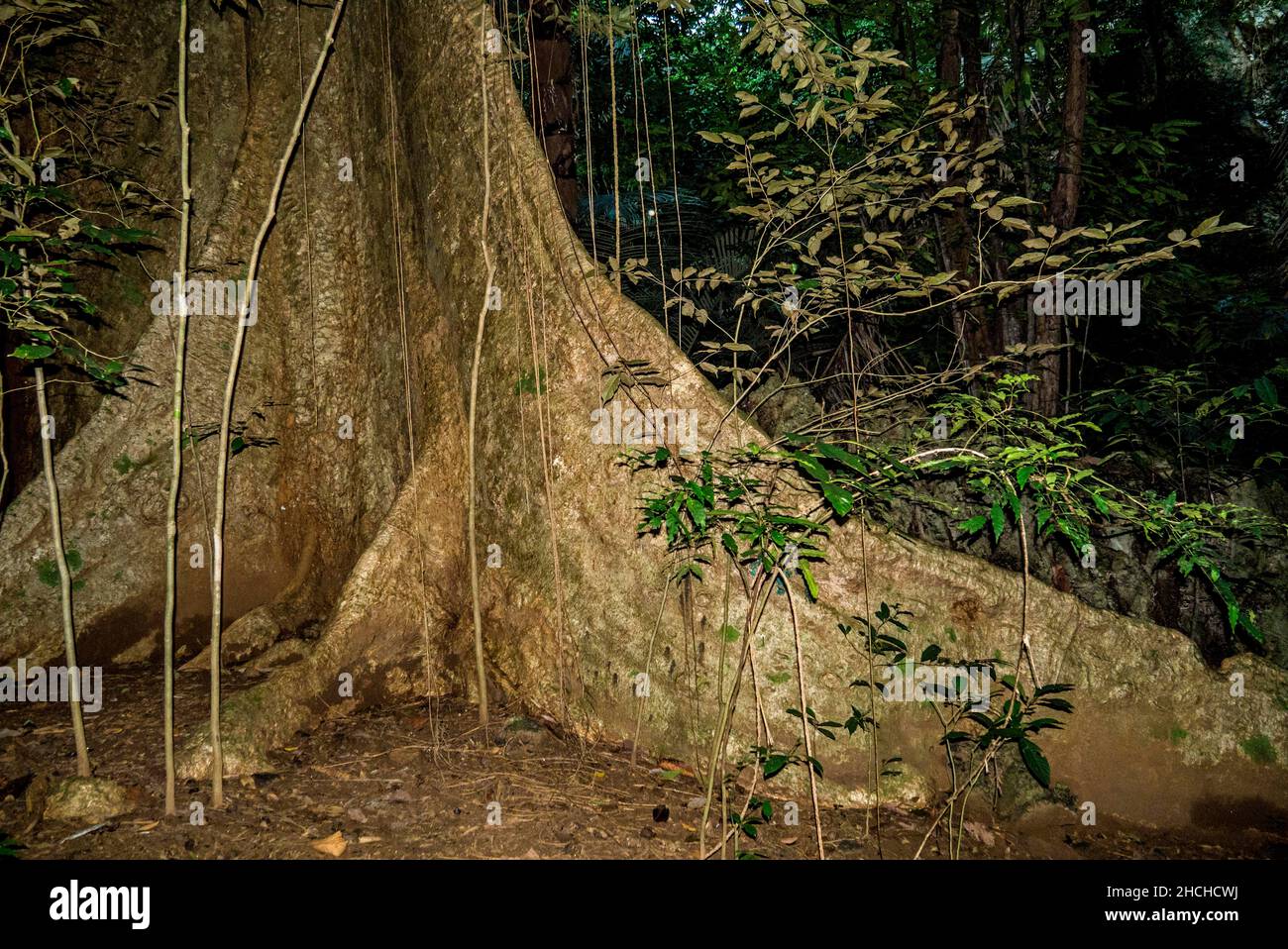 In khao sok national park hi-res stock photography and images - Alamy