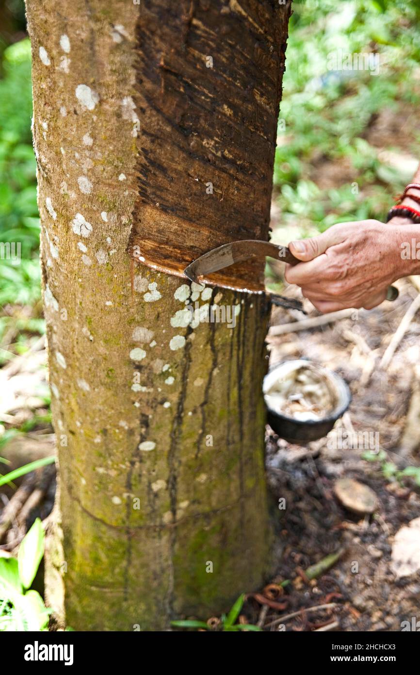 Rubber plantations hi-res stock photography and images - Alamy