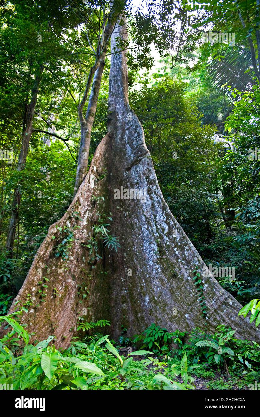 Thailand trees tree jungle hi-res stock photography and images - Alamy