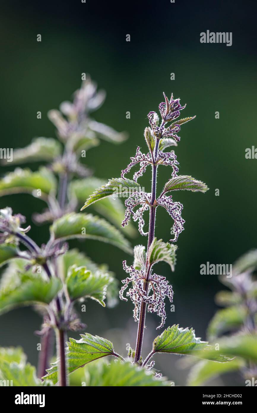 Stinging Nettle; Urtica dioica; in Flower; UK Stock Photo - Alamy