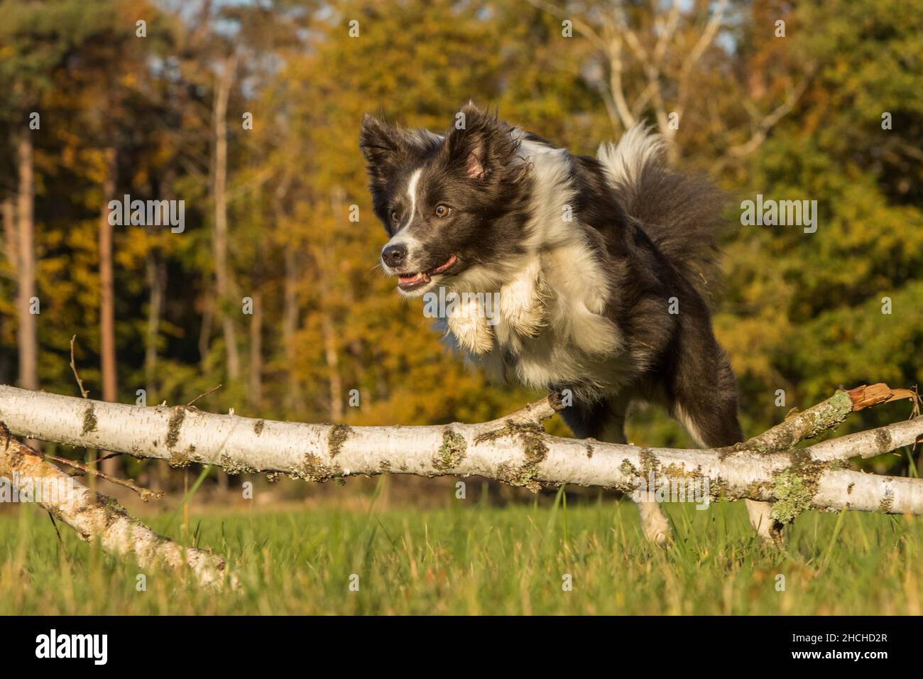 Dog jumps over tree trunk Stock Photo - Alamy