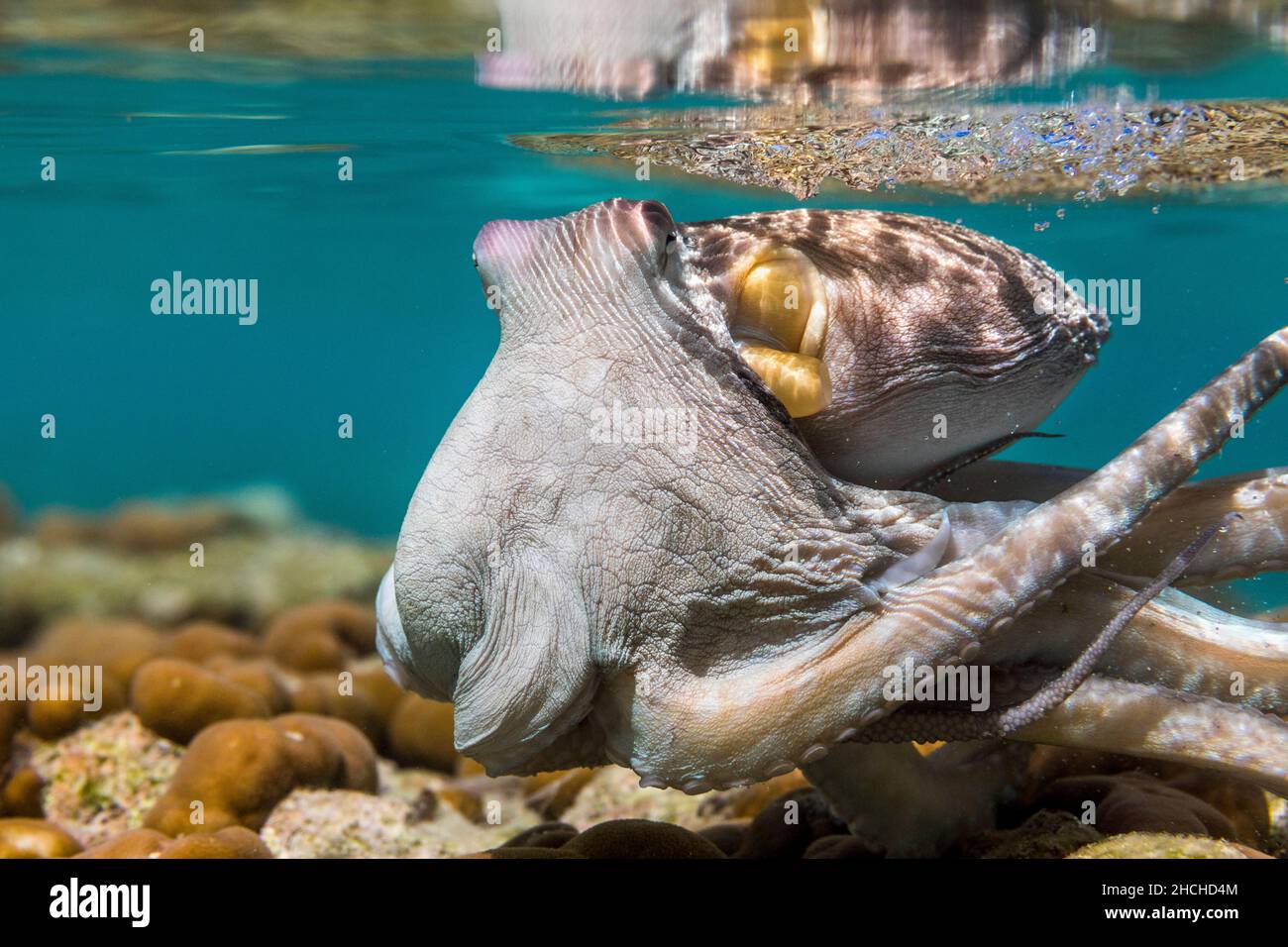 Common Octopus; Octopus vulgaris; Maldives Stock Photo - Alamy