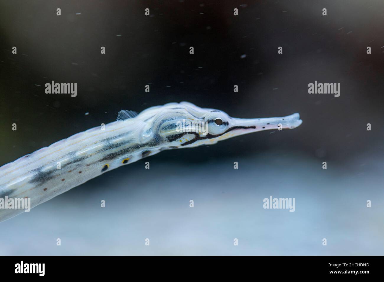 Reef top pipefish hi-res stock photography and images - Alamy