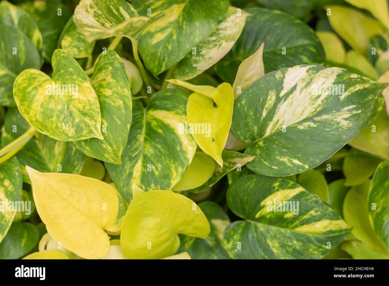 House with black robe hi-res stock photography and images - Alamy