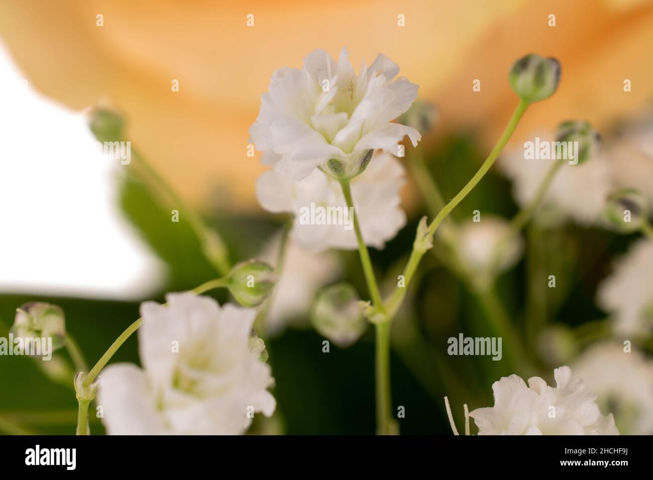 One twig of Gypsophila, macro, isolated on white Stock Photo - Alamy