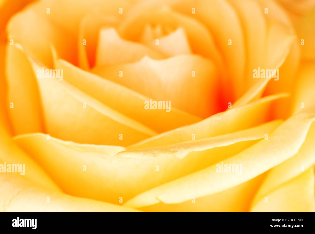 One tender - cream rose, macro Stock Photo - Alamy