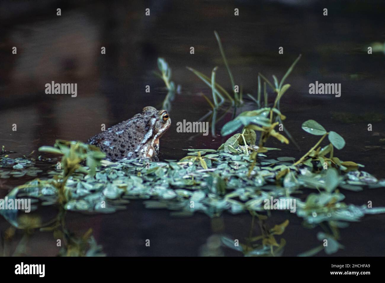 green toad in a puddle Stock Photo - Alamy